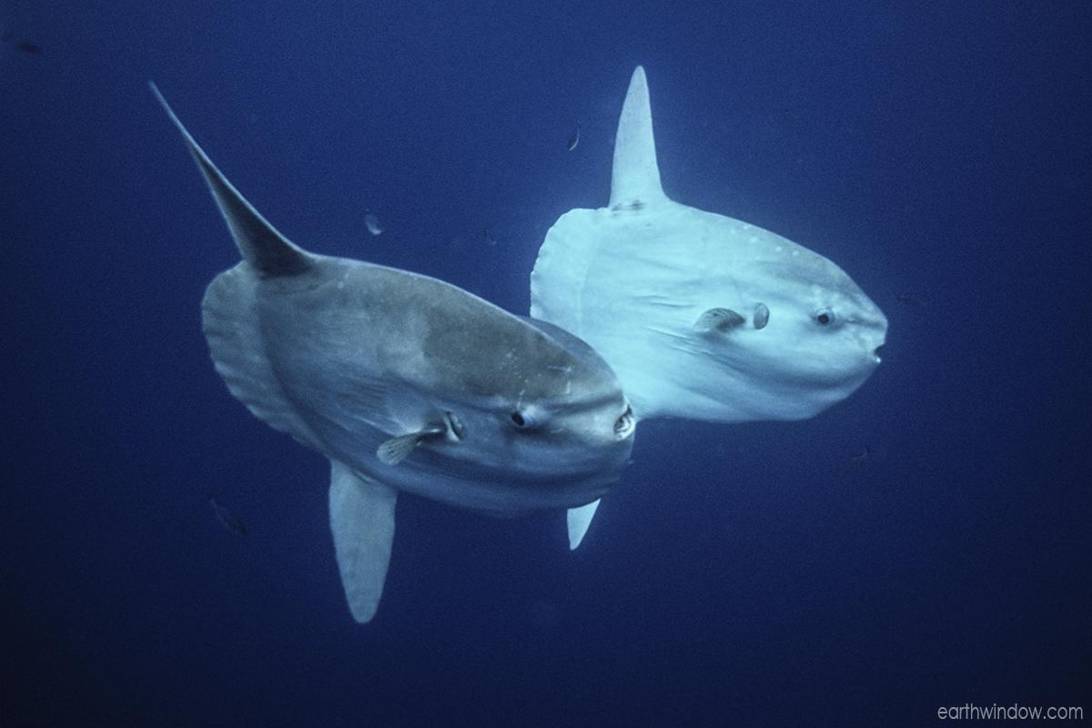 Ocean Sunfish | earthwindow