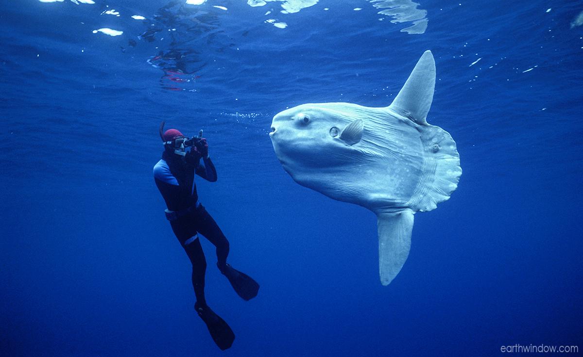 Ocean Sunfish | earthwindow