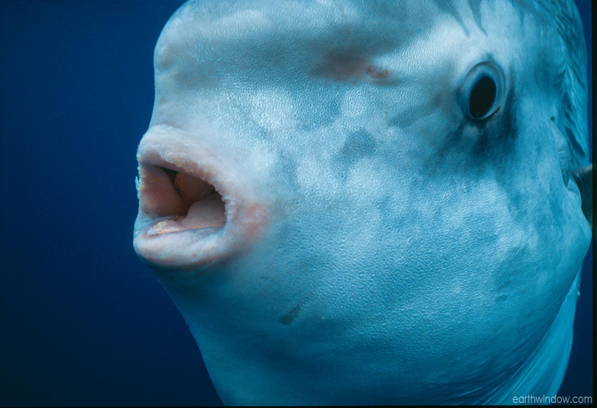 Ocean Sunfish | earthwindow