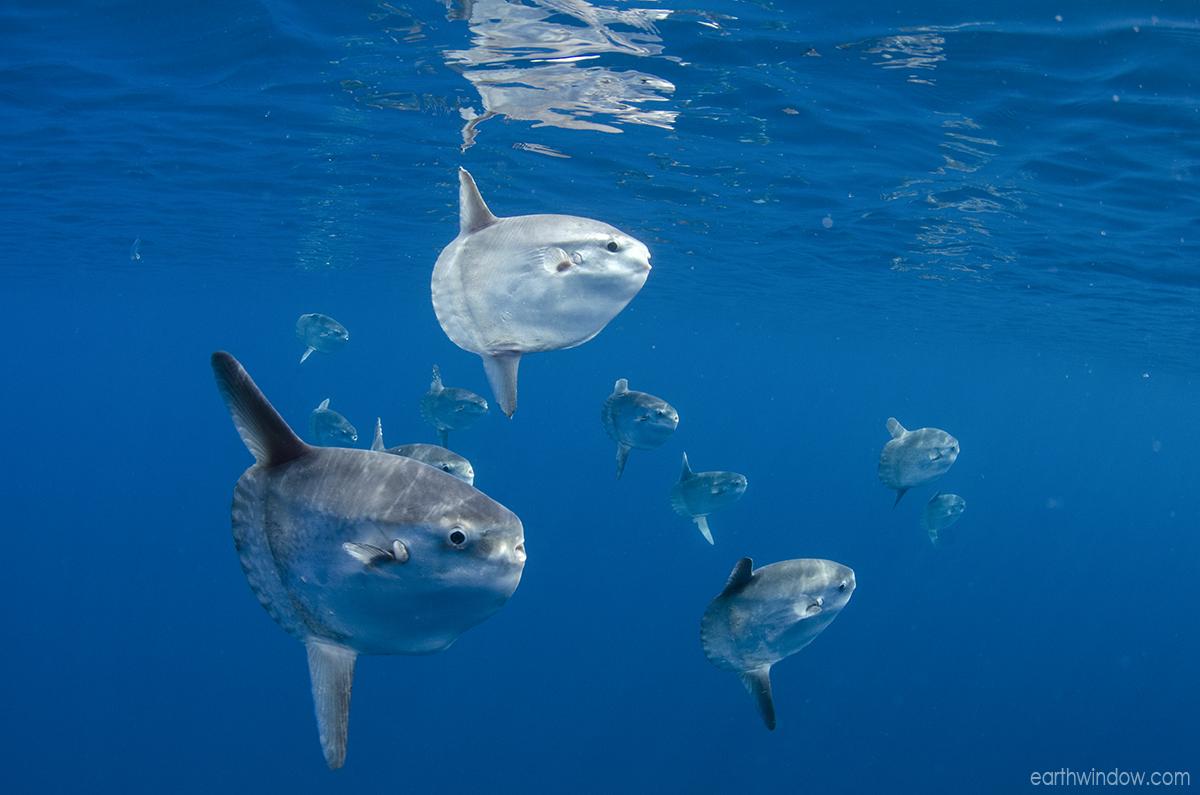 Ocean Sunfish | earthwindow