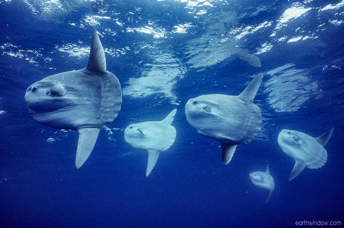 Ocean Sunfish | earthwindow
