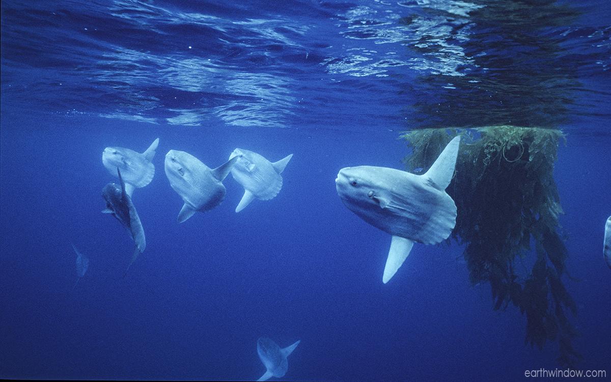 Ocean Sunfish | earthwindow